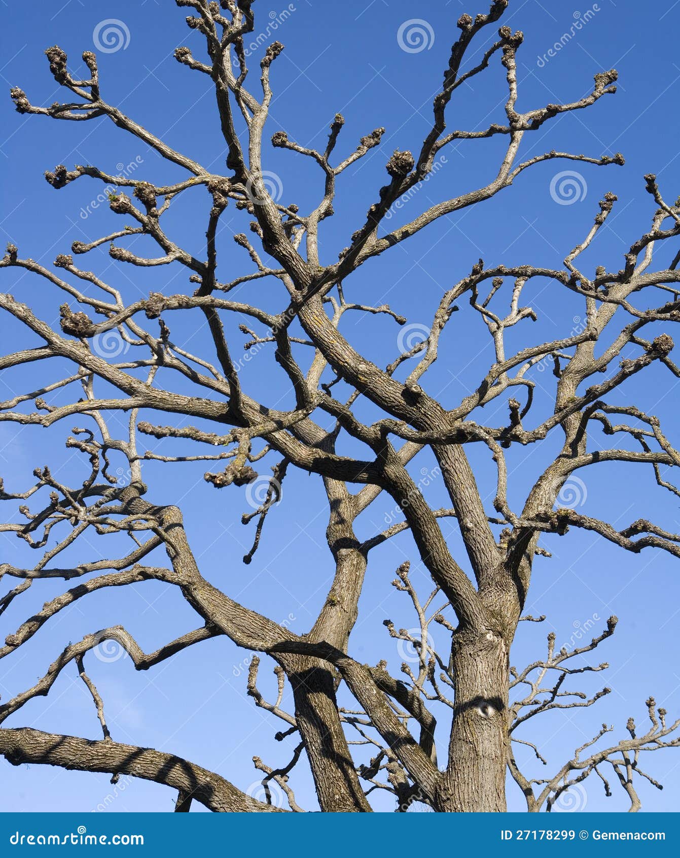 Tree Branches stock image. Image of outdoors, branch - 27178299