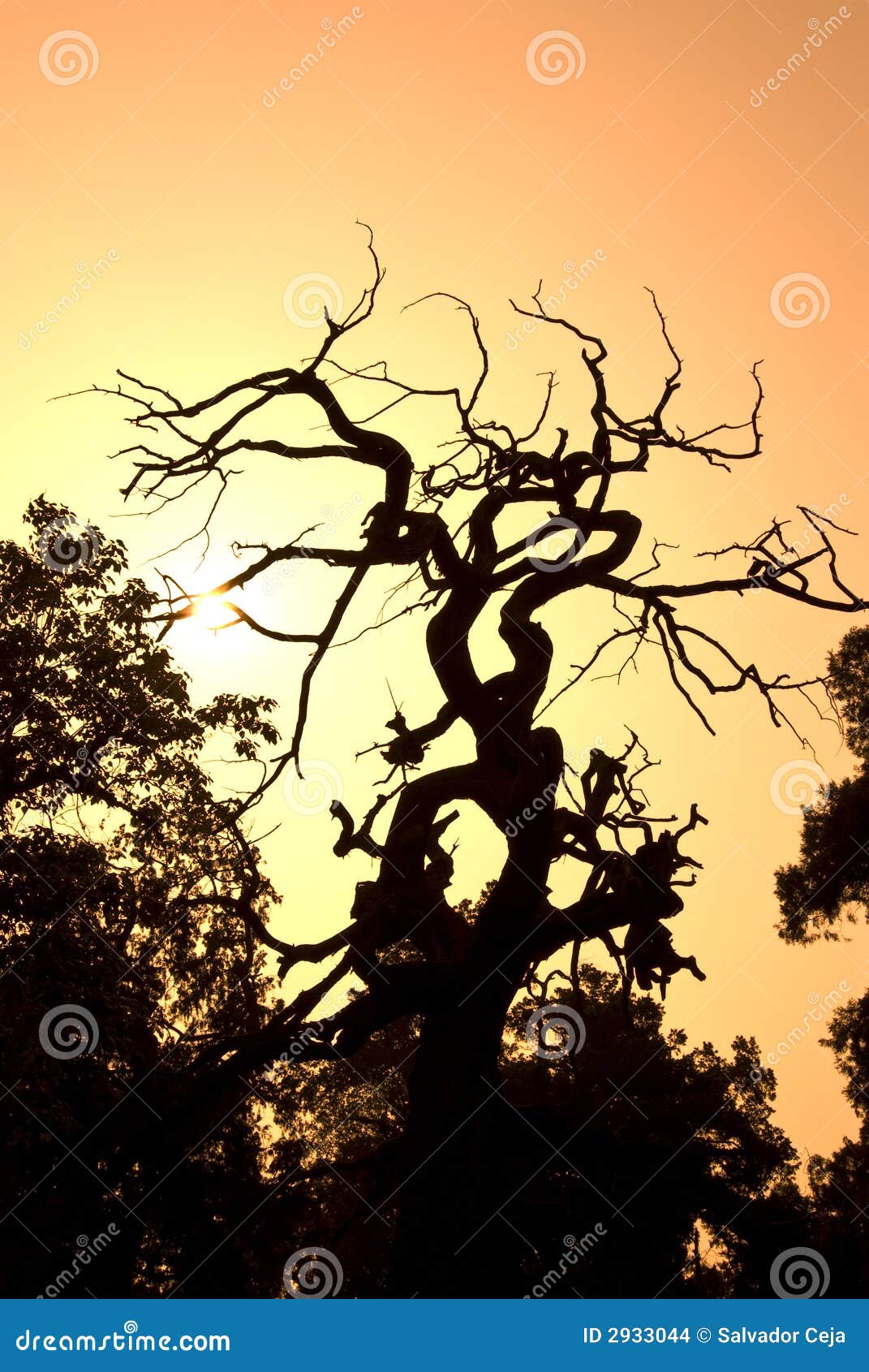 Tree branches stock photo. Image of branching, branch - 2933044