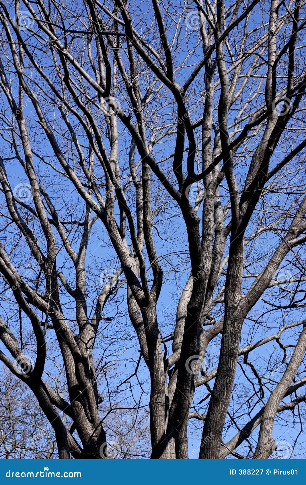 Tree branches stock image. Image of group, autumn, leaves - 388227