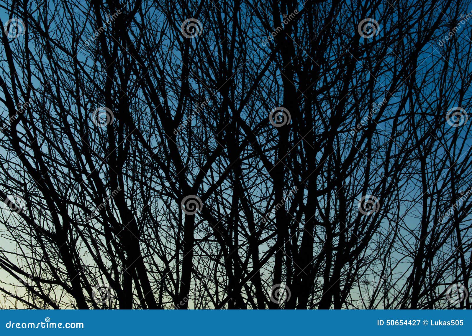 Tree Branches Abstract Background Texture Stock Image - Image of blue ...