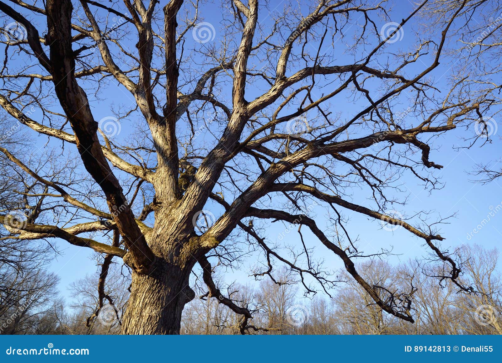 Tree branches abstract. stock image. Image of trunk, change - 89142813