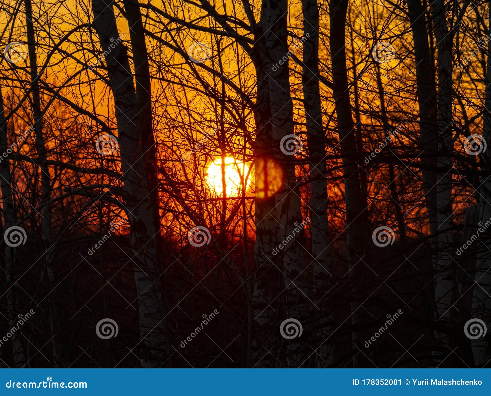 Tree Branches Against the Backdrop of a Sunny Sunset on the Horizon ...