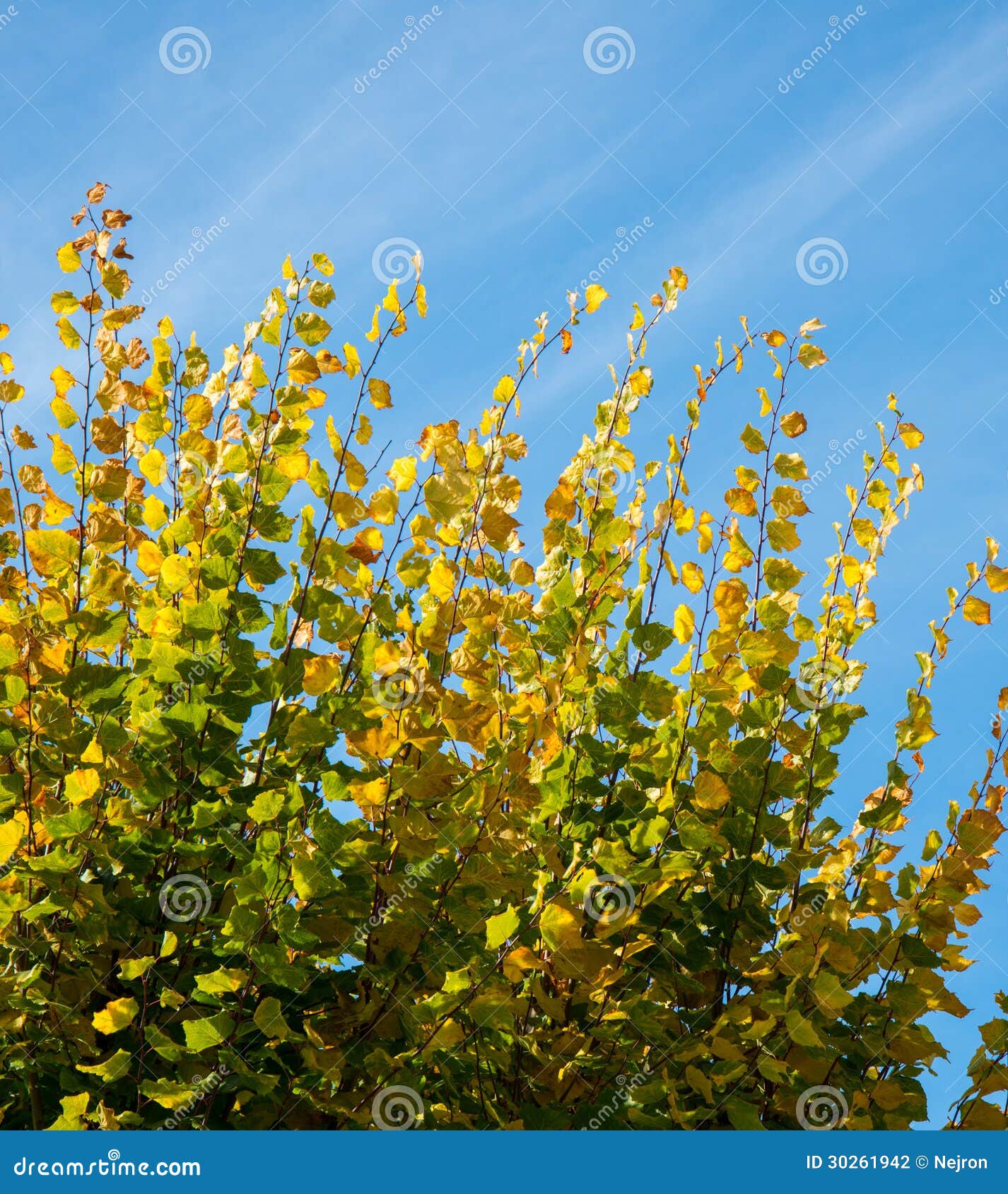 Tree against sky stock photo. Image of blue, forest, outdoor - 30261942
