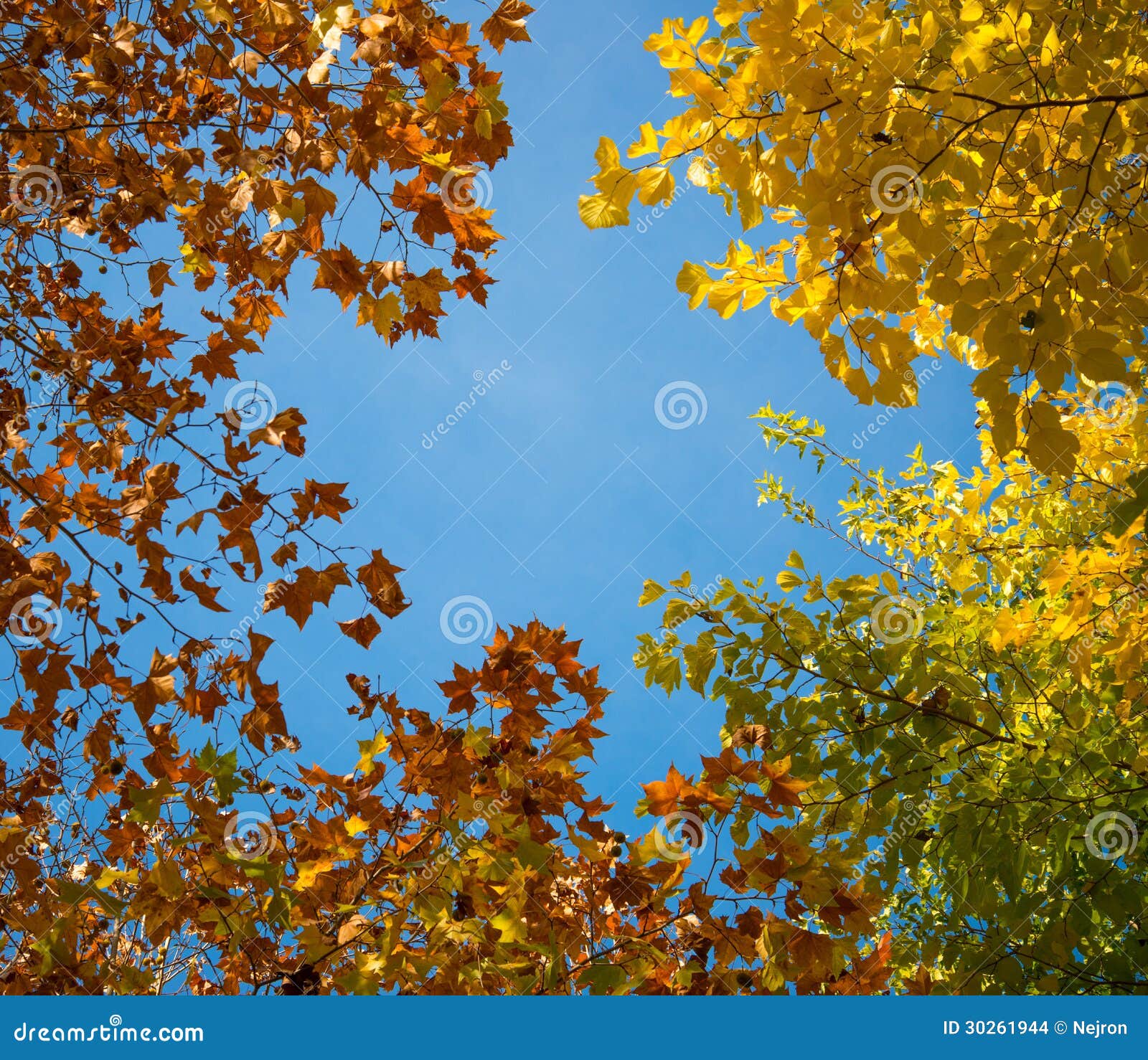 Tree against sky stock photo. Image of light, autumn - 30261944