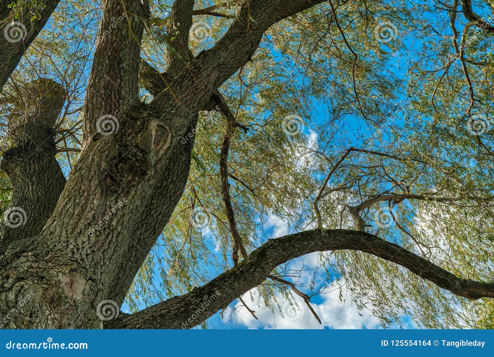Tree and Branches Against Blue Sky Stock Photo - Image of nature ...