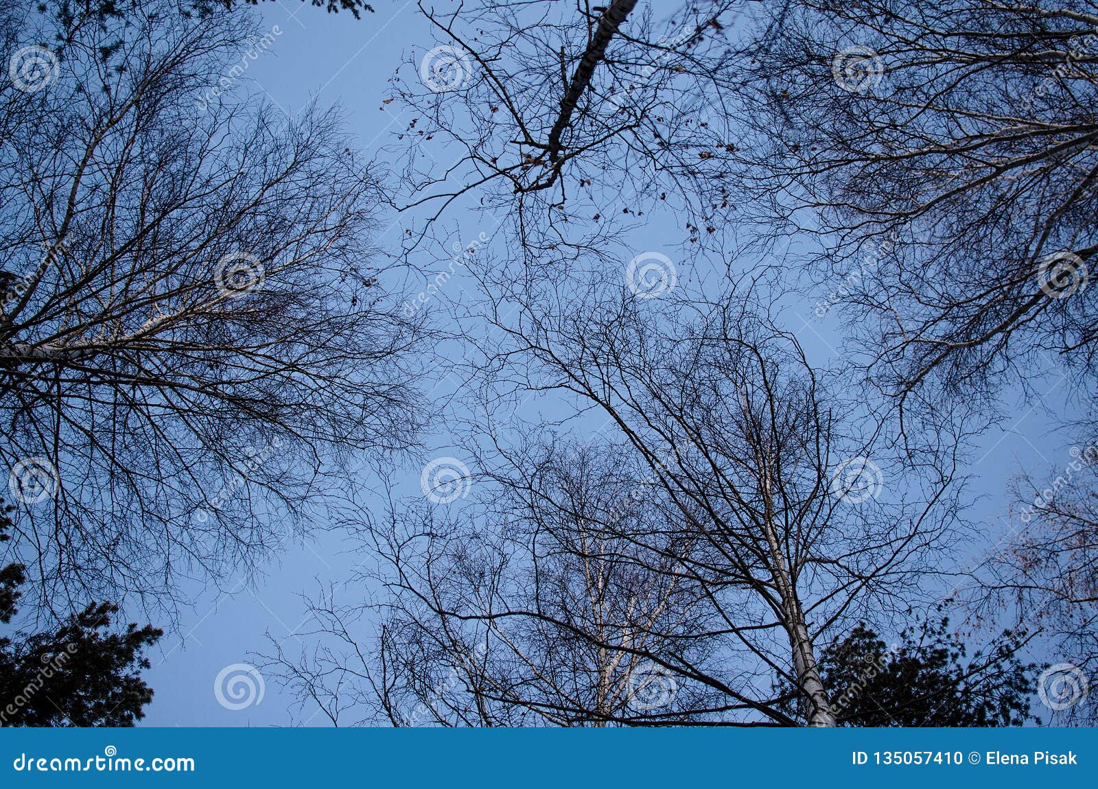 Tree Branches Against the Blue Sky Stock Photo - Image of plant, fall ...