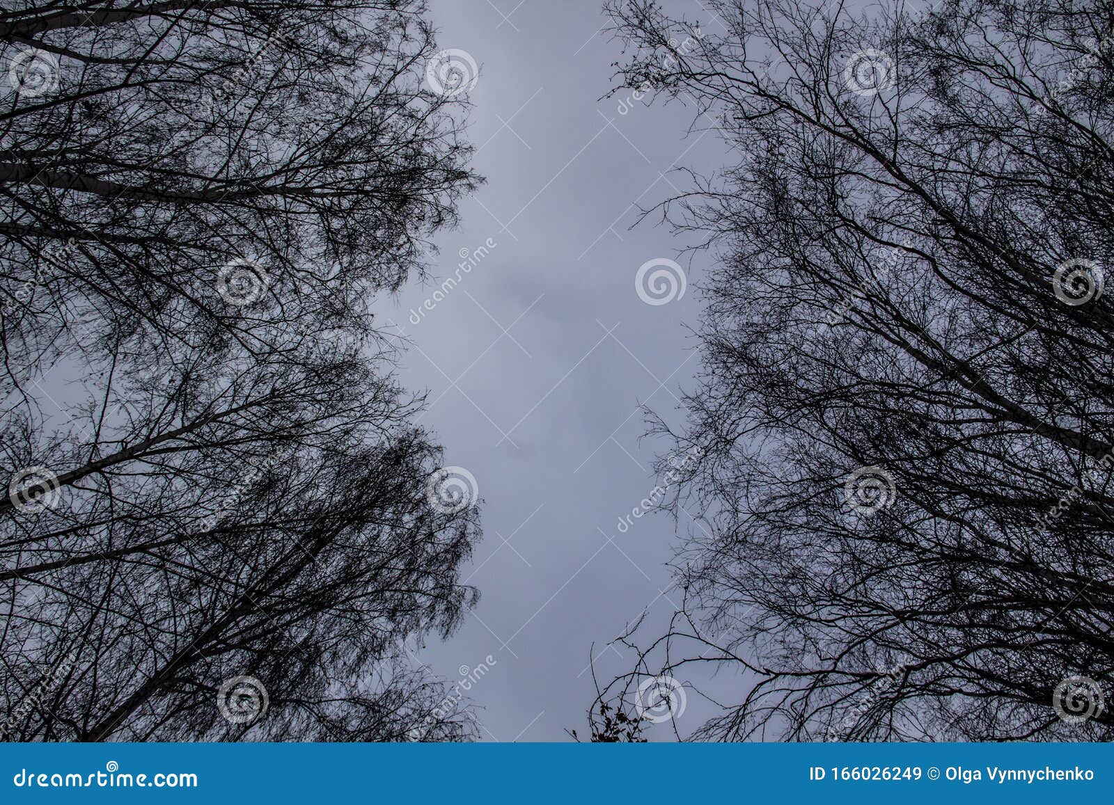 The Tree Branches Against a Gray Sky. Looking Up at the Pattern of Bare ...