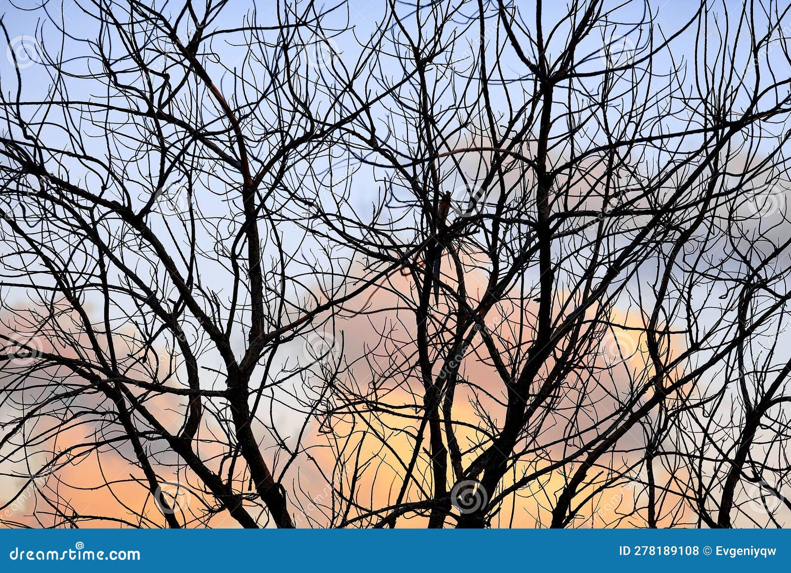 Tree Branches Against the Sunset Sky. Outline of Branches is an ...