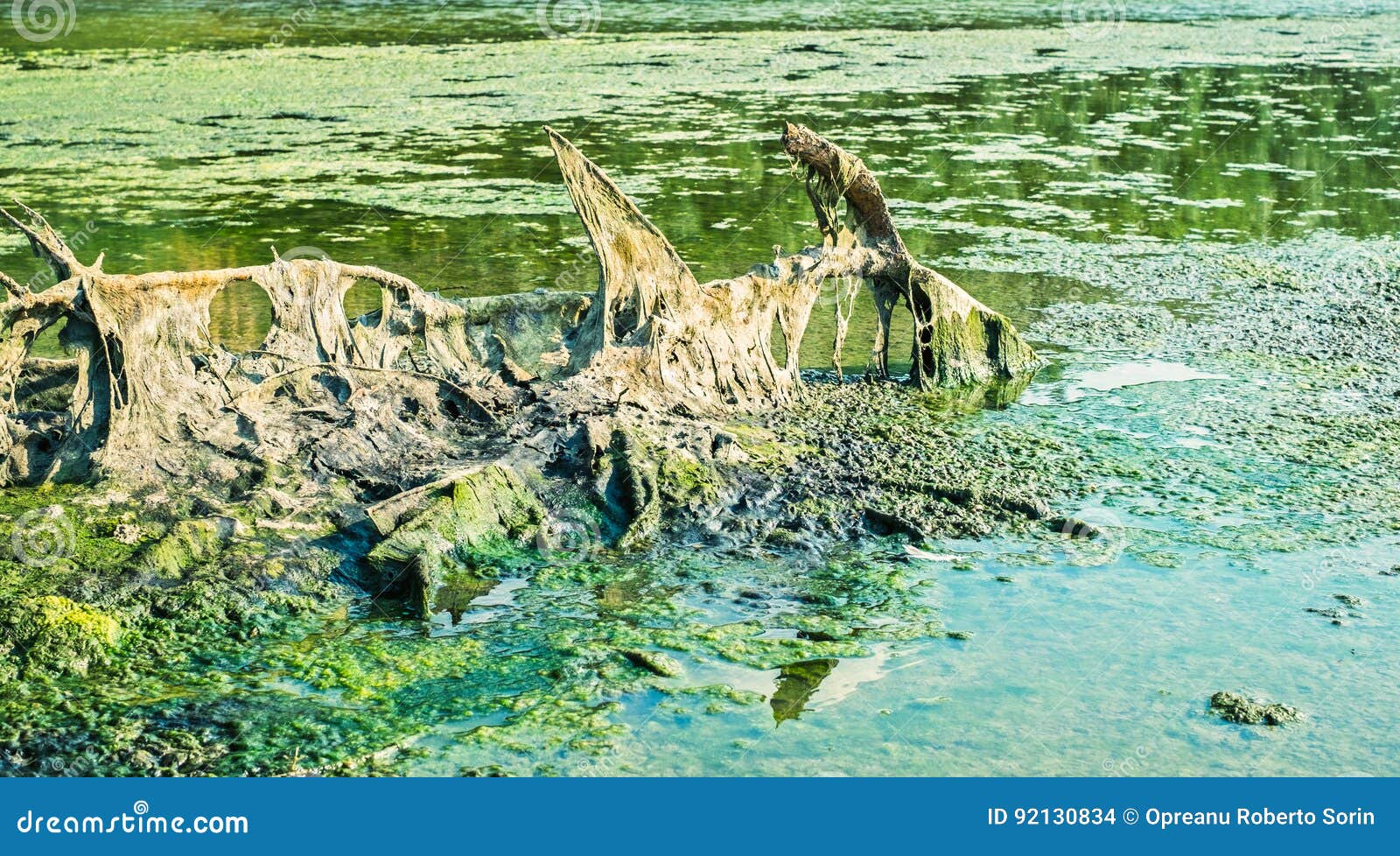 Tree Branches with Algae in Water Stock Photo - Image of green ...