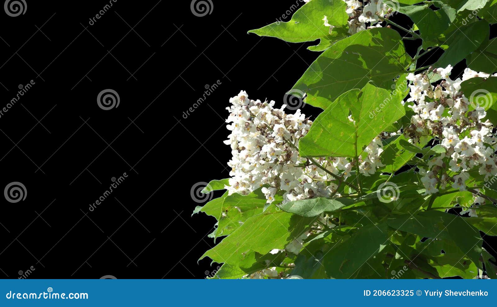 Tree Branches with Alpha Channel. Stock Video - Video of animation ...