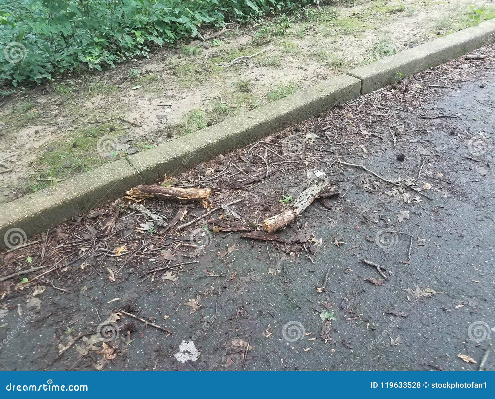 Tree Branches on Asphalt Path or Road Stock Photo - Image of trail ...