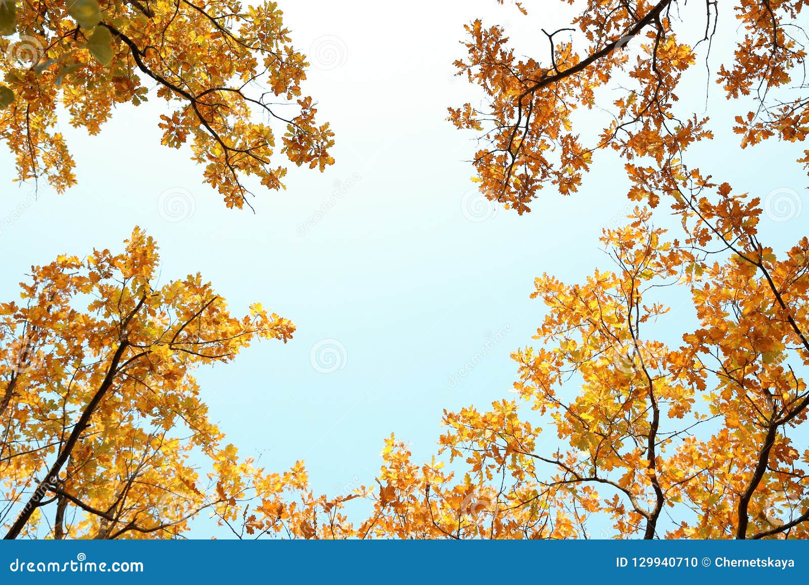 Tree Branches with Autumn Leaves Against Sky Stock Photo - Image of ...