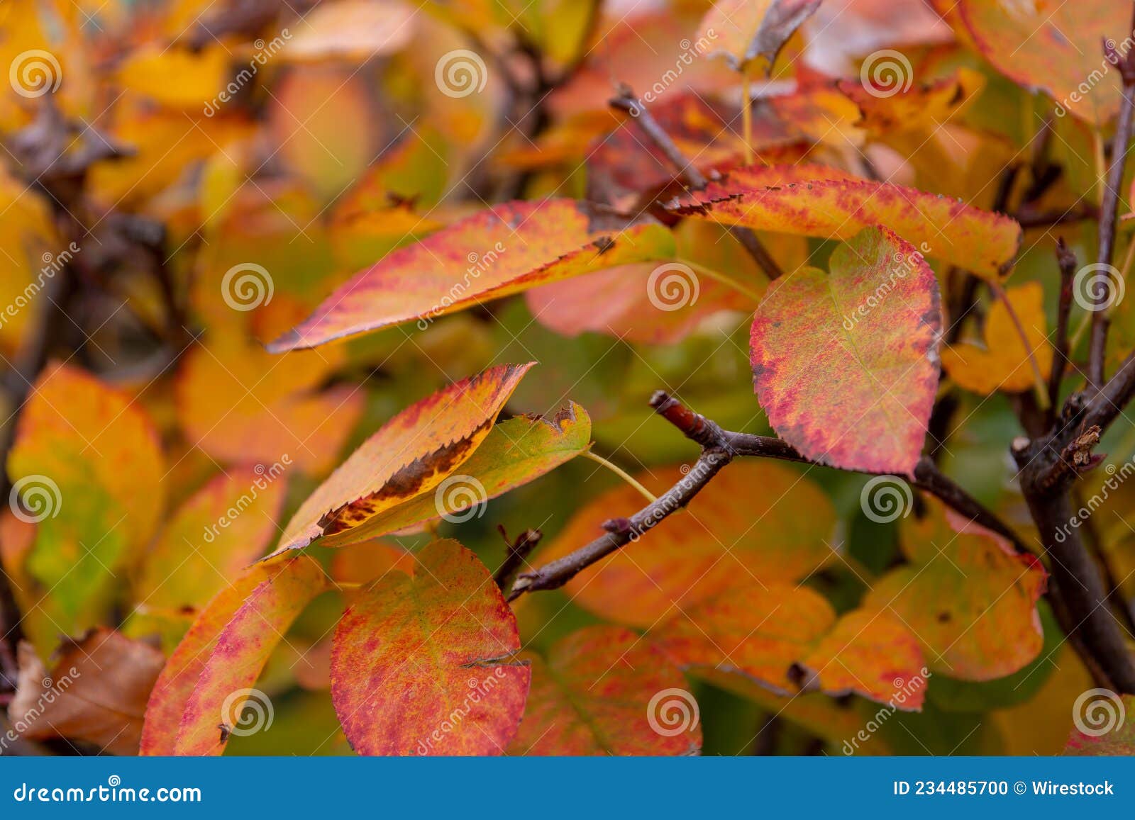 Tree Branches with Autumn Leaves Stock Photo - Image of branches ...