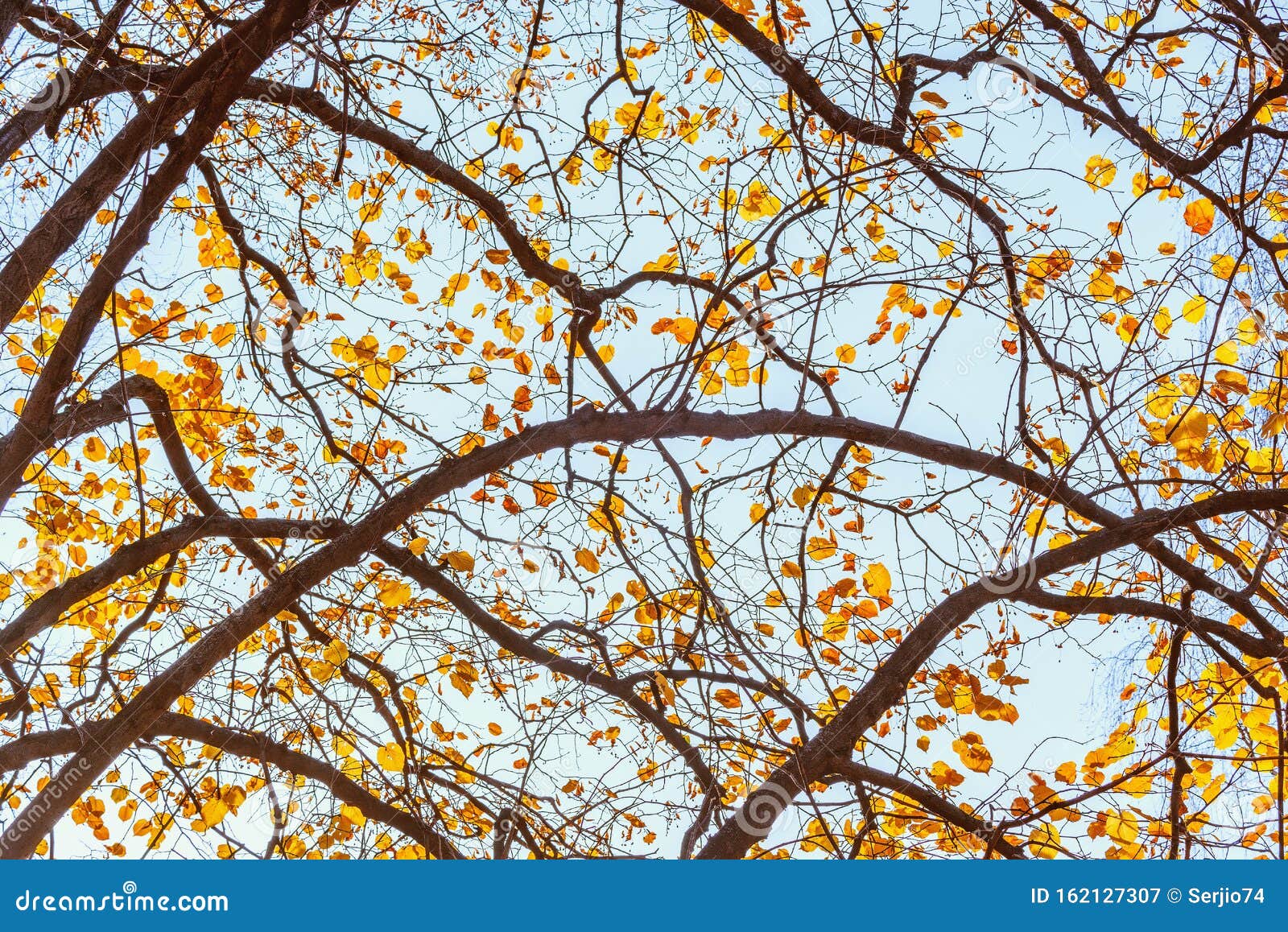 Tree Branches in the Autumn Park Stock Image - Image of wither, park ...