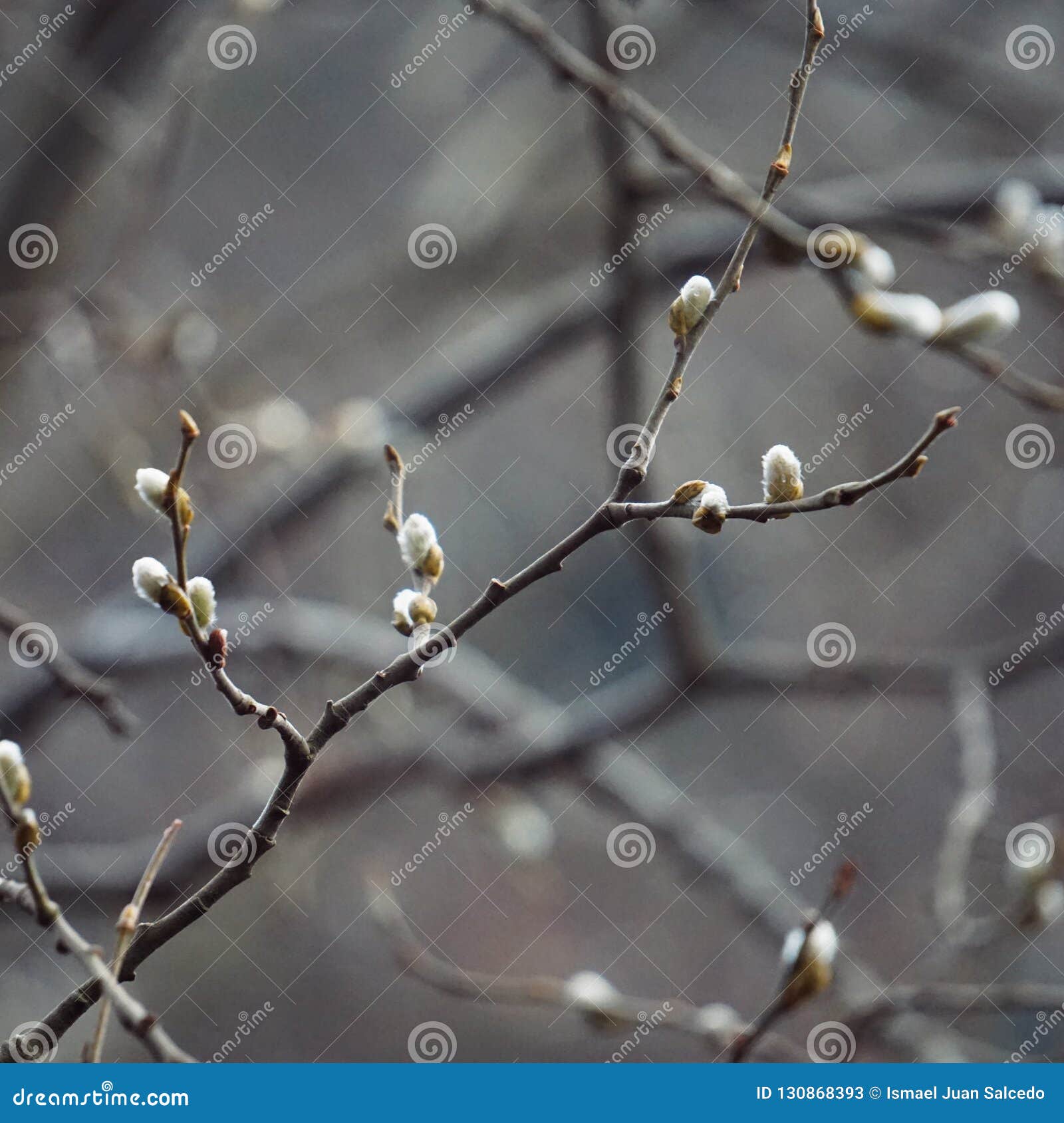 The Tree Branches in Autumn Stock Image - Image of ornament, decorative ...