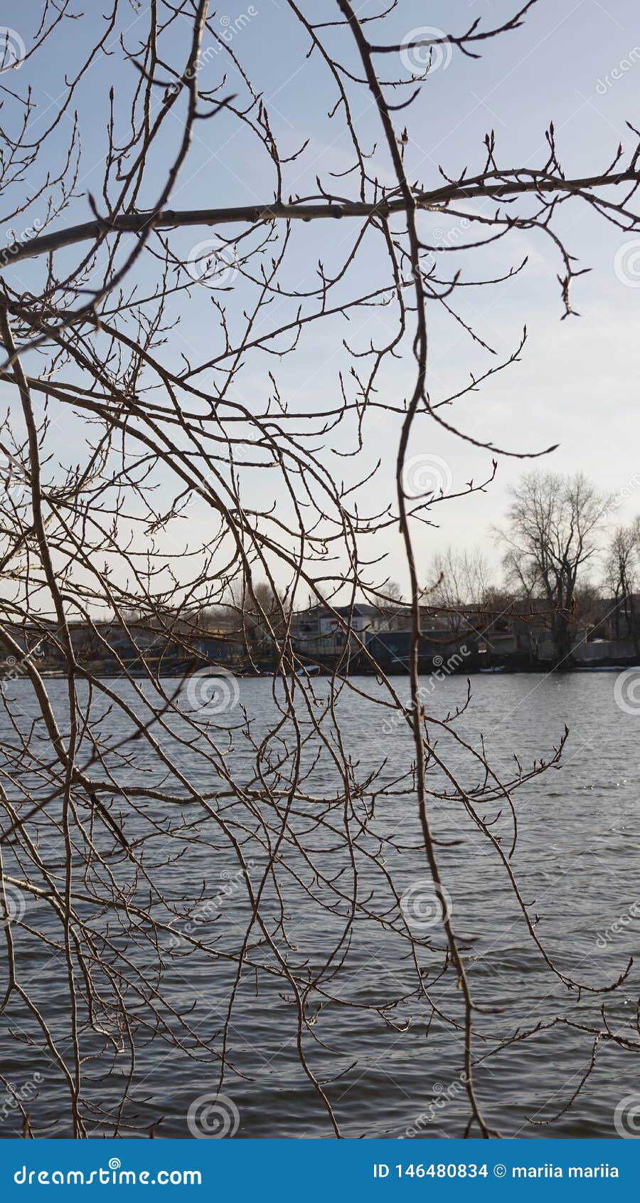 Tree Branches on the Background of the Pond in the Spring Stock Photo ...