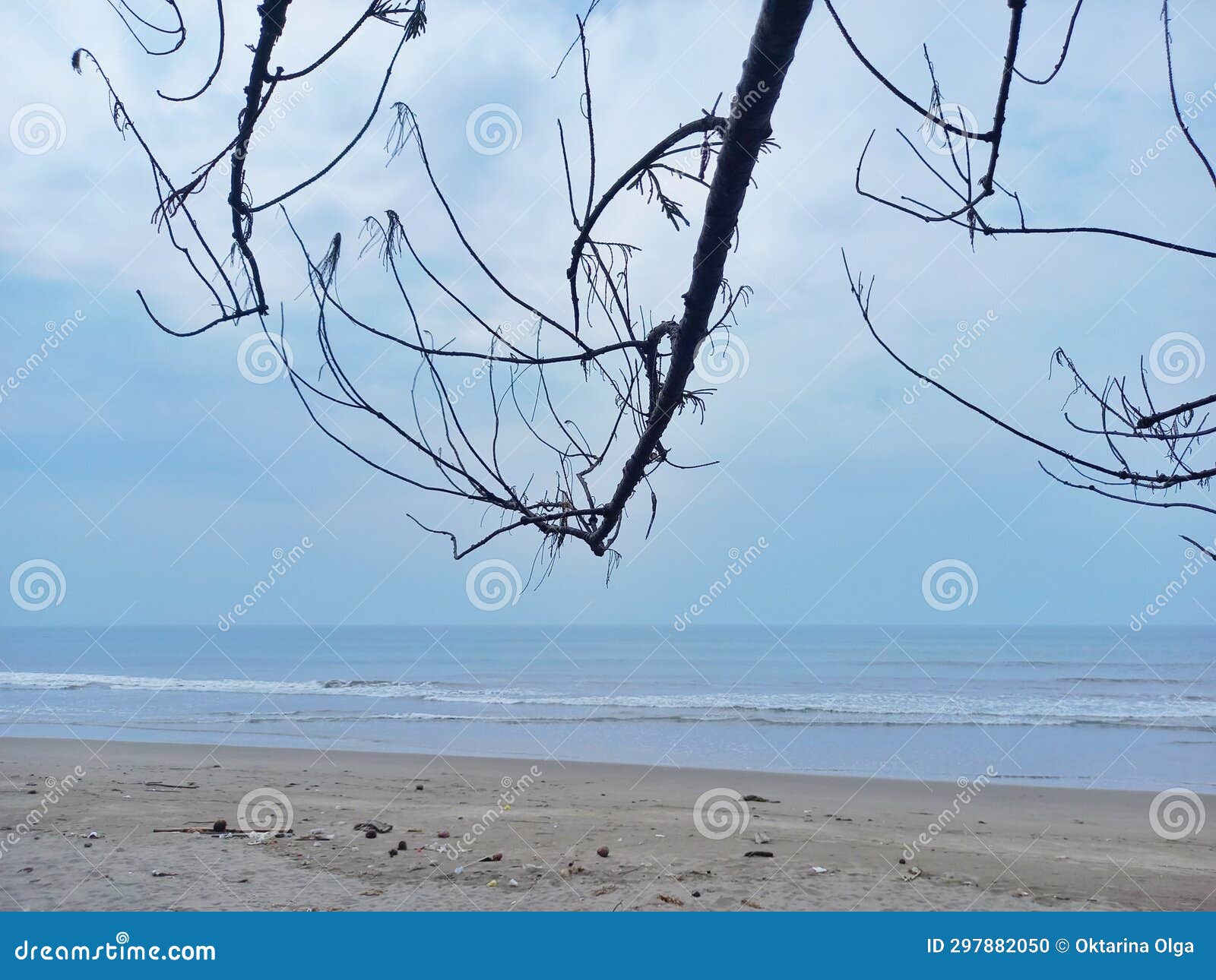 Tree Branches on the Beach, Blue Sky Stock Photo - Image of beach ...