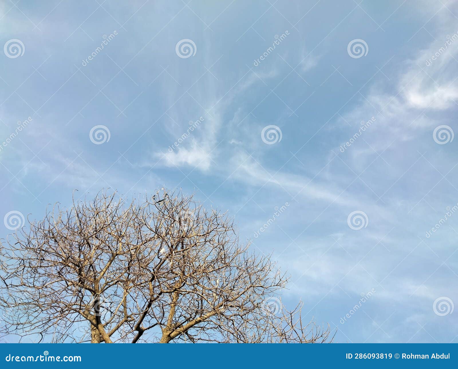 Tree Branches and Beautiful Blue Sky Wavy Clouds Stock Image - Image of ...