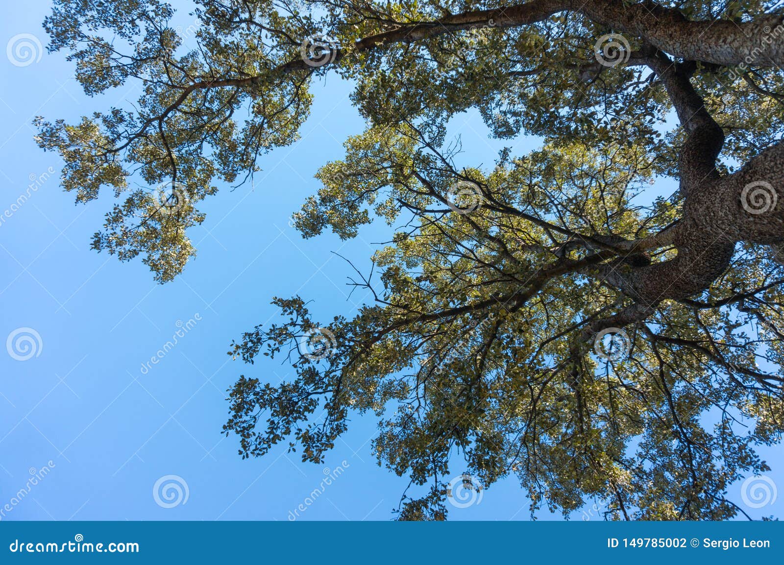 Tree Branches from Below with Blue Sky Stock Photo - Image of growth ...