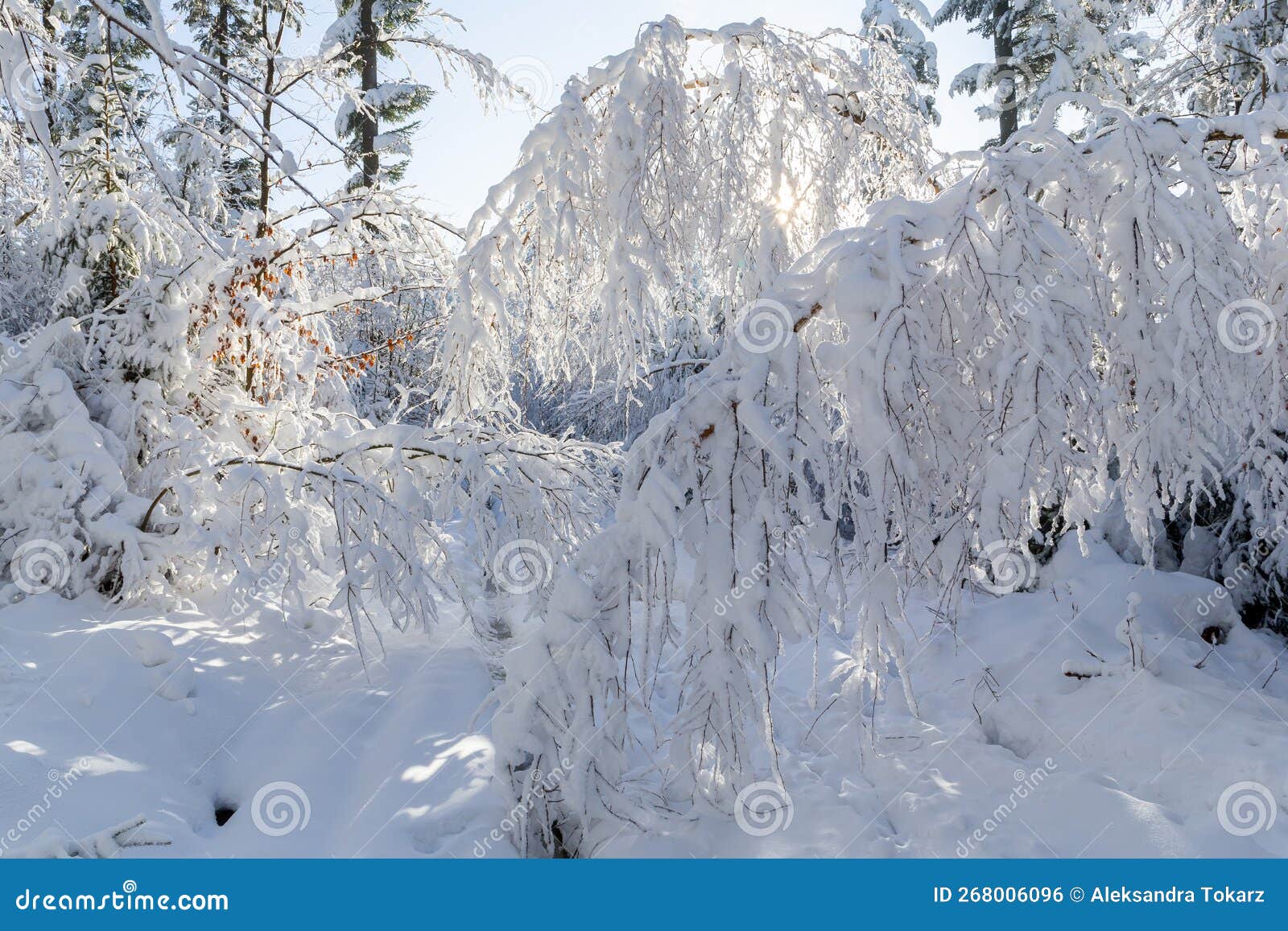 Tree Branches Bending Under Fresh Heavy Snow in the Forest in Beskid ...