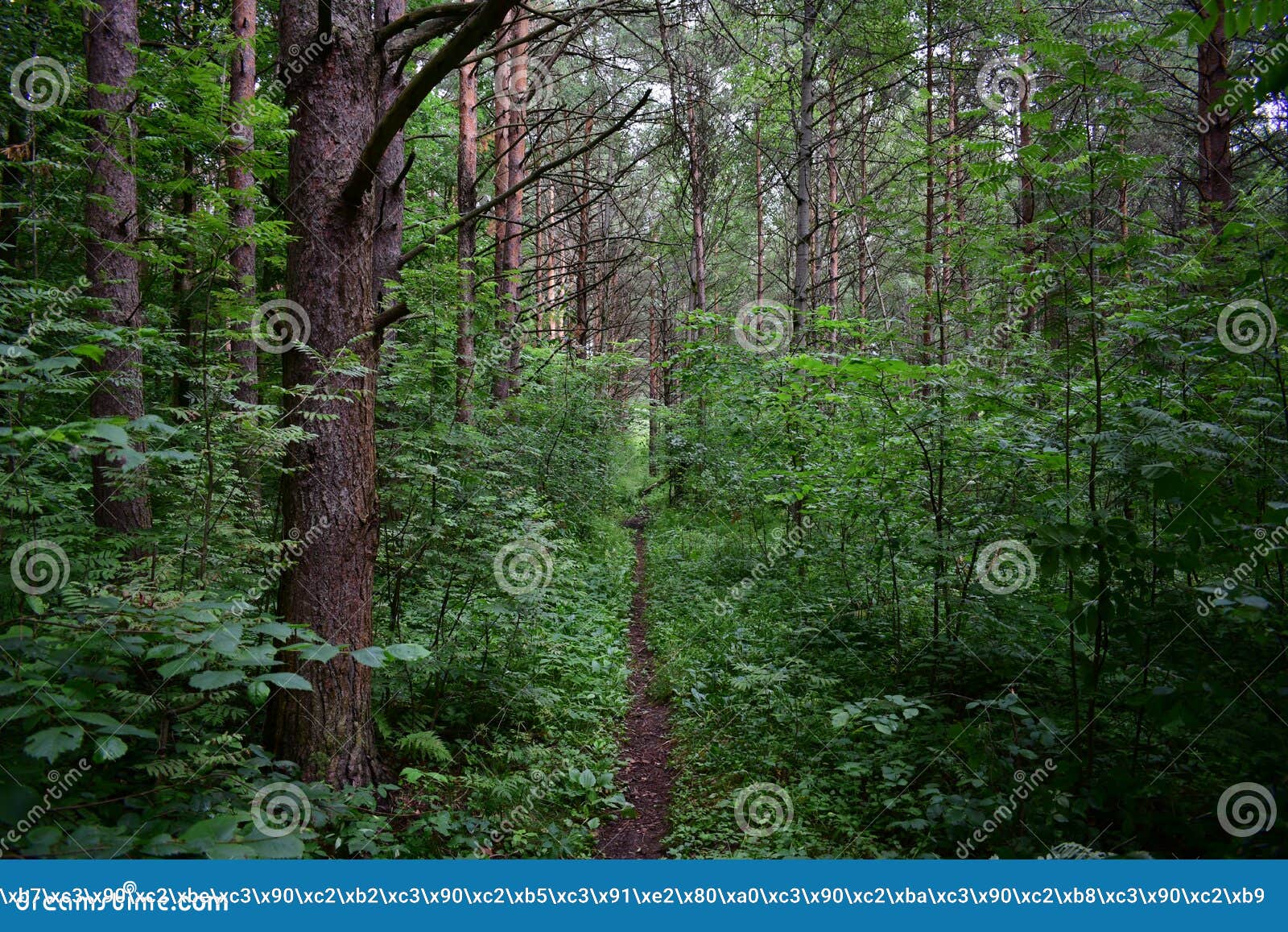 Tree Branches Bent Over the Road. Coniferous and Deciduous Trees Grow ...