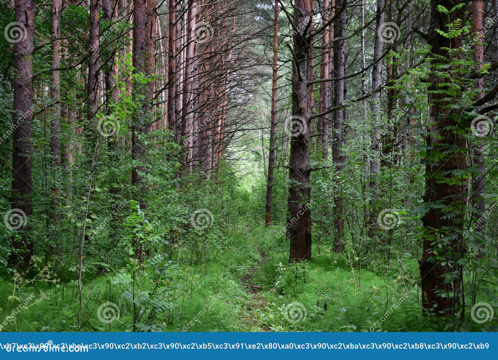 Tree Branches Bent Over the Road. Coniferous and Deciduous Trees Grow ...