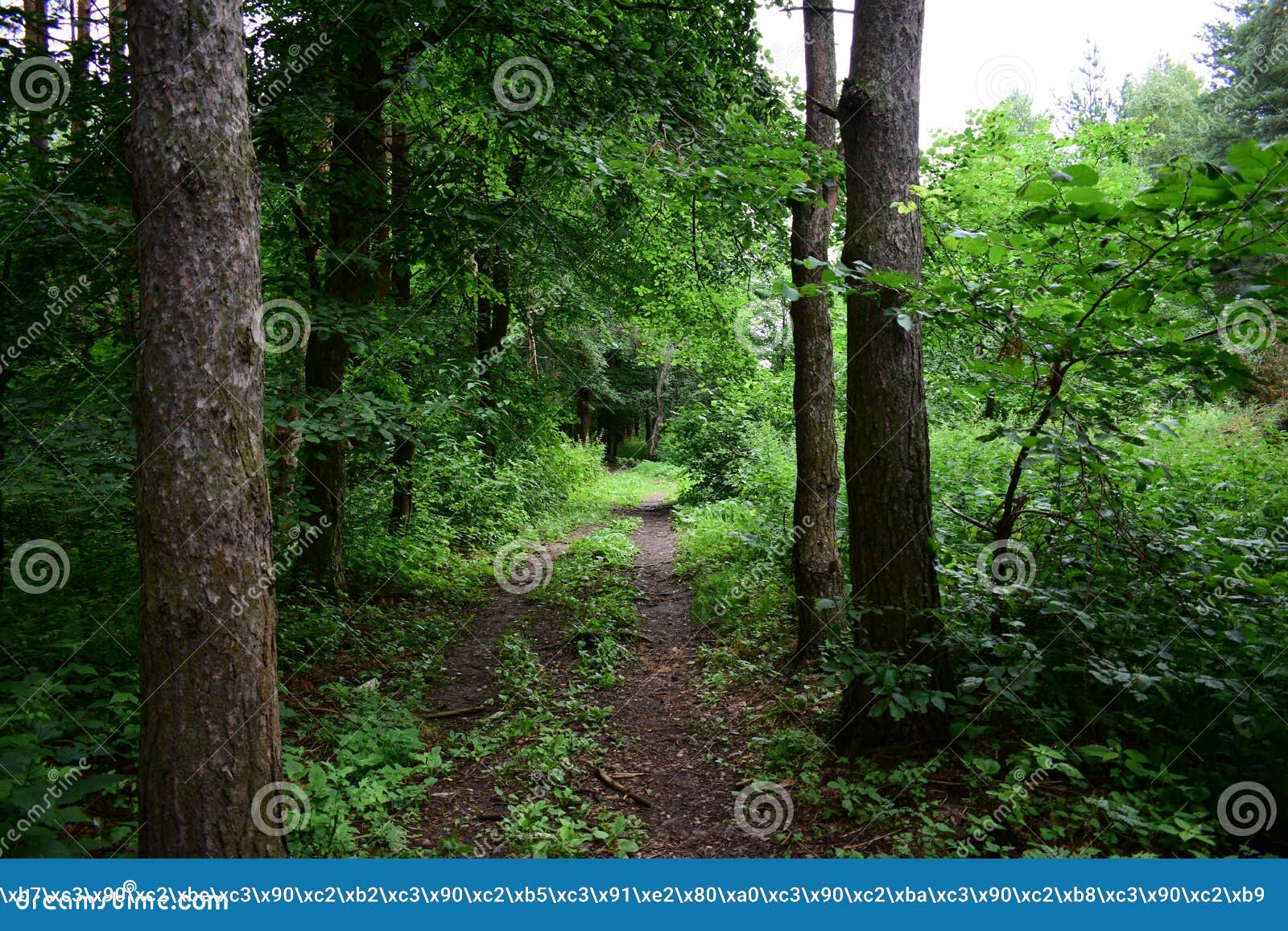 Tree Branches Bent Over the Road. Coniferous and Deciduous Trees Grow ...