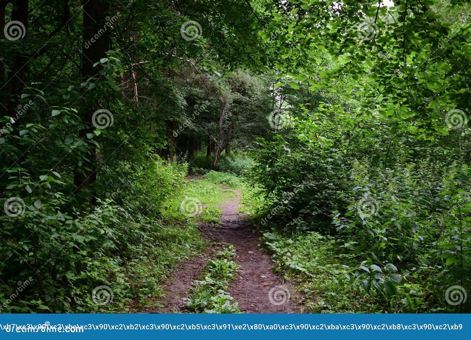 Tree Branches Bent Over the Road. Coniferous and Deciduous Trees Grow ...