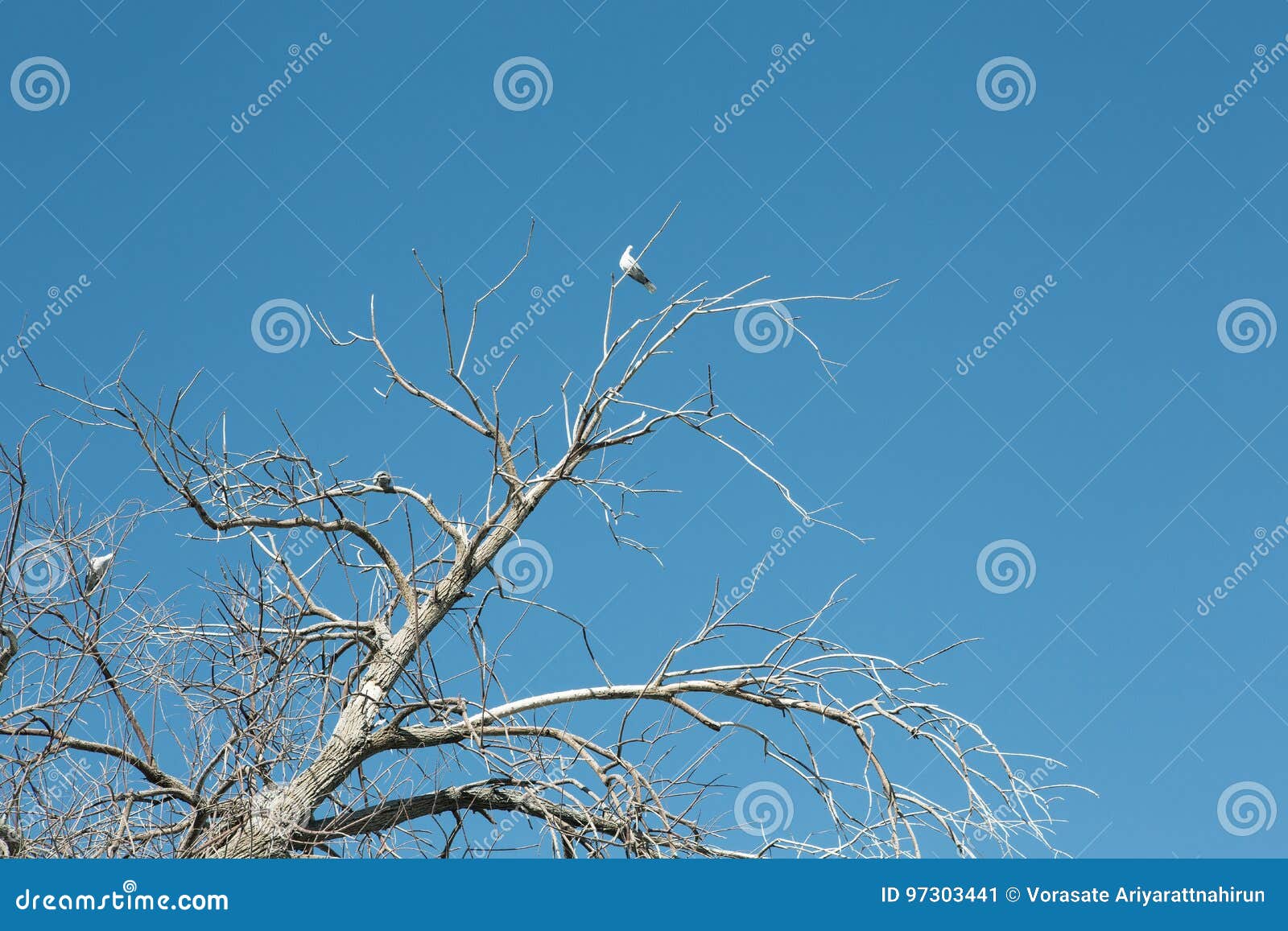 Tree branches with bird stock image. Image of nature - 97303441