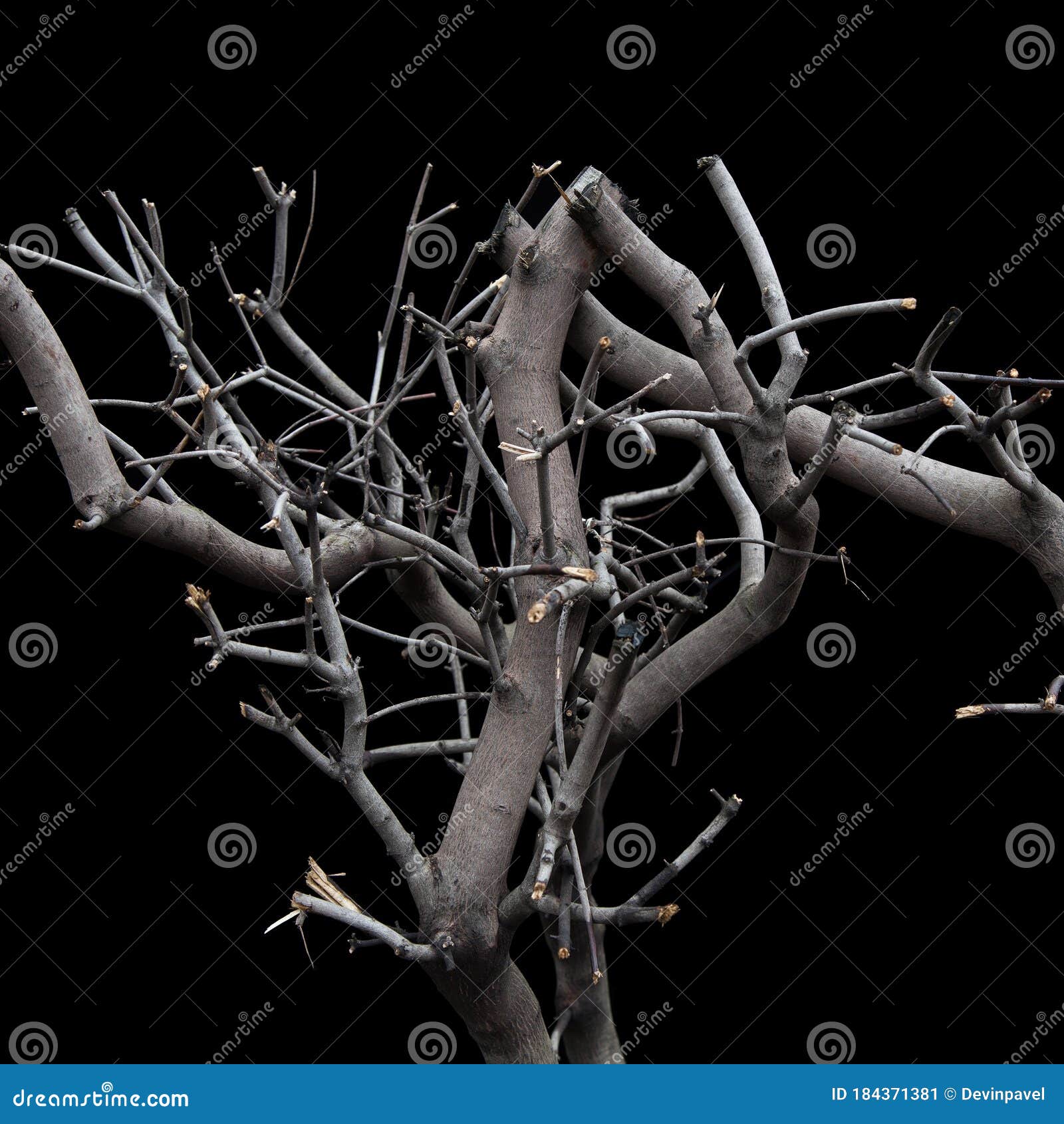 Tree Branches on a Black Background. Cropped Branches of Bushes Stock ...