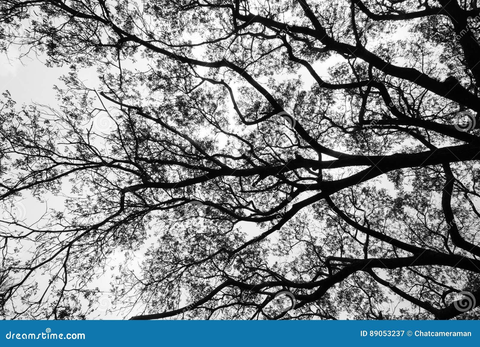 Tree Branches Black and White Stock Image - Image of park, bare: 89053237