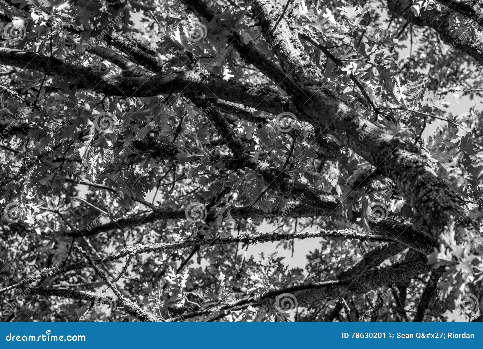 Tree Branches Black and White Stock Image - Image of plants, branches ...