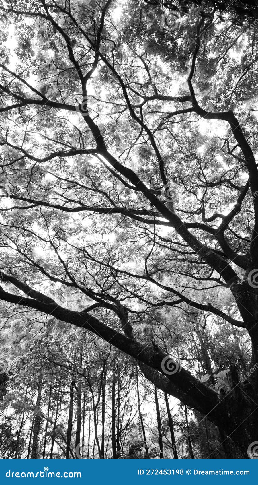 Tree Branches in Black and White Stock Photo - Image of forest ...