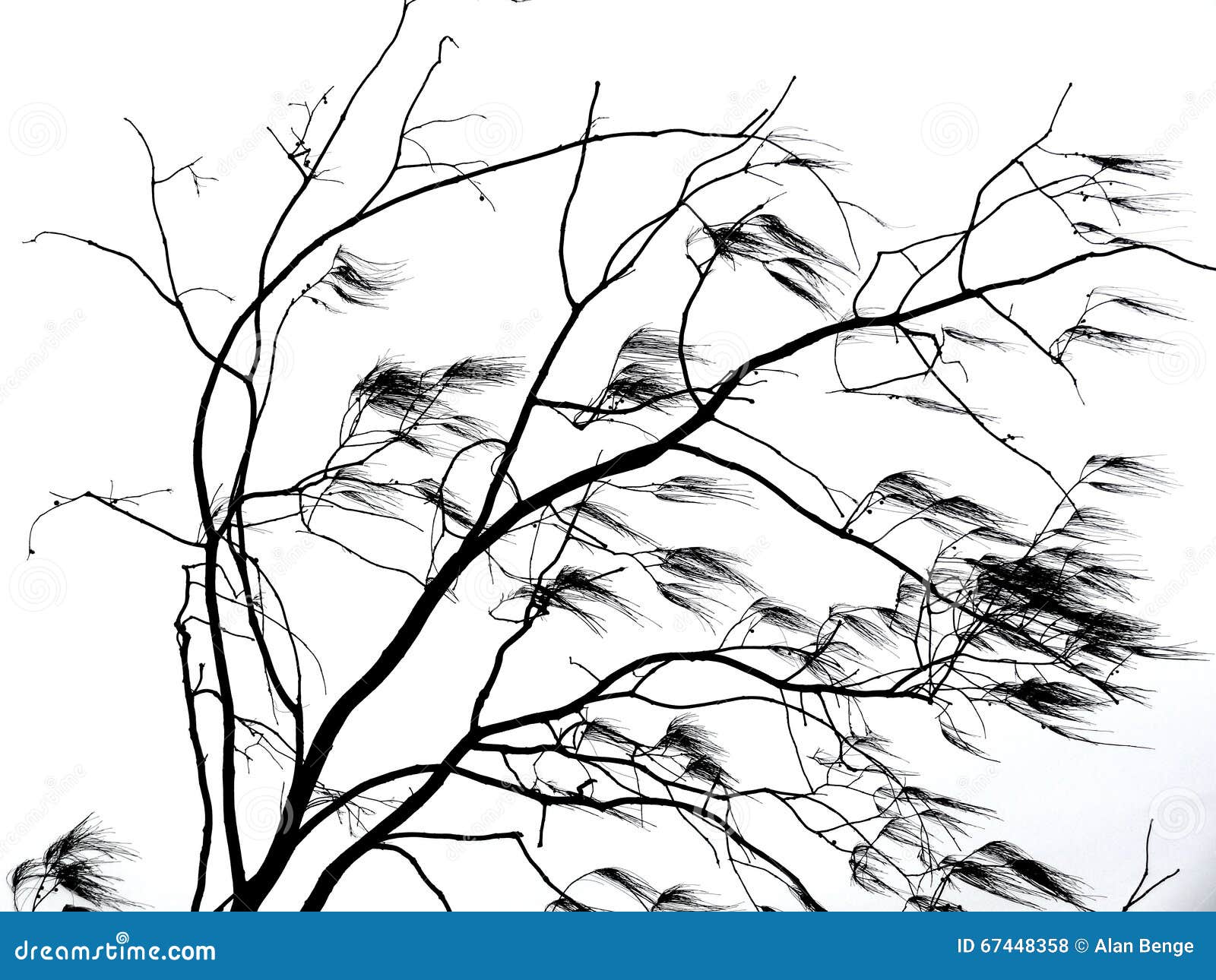 Tree Branches Blowing in Wind Stock Photo - Image of branches, black ...