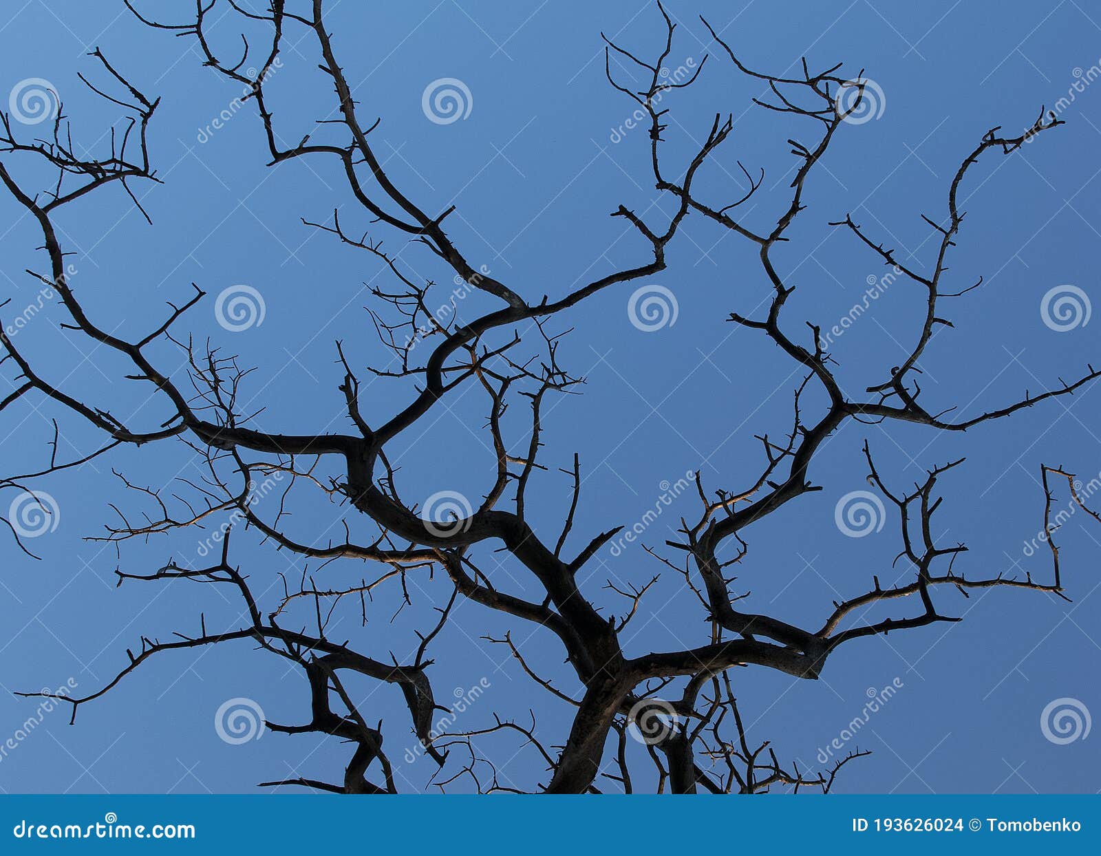 Tree Branches with the Blue Background Stock Photo - Image of mood ...