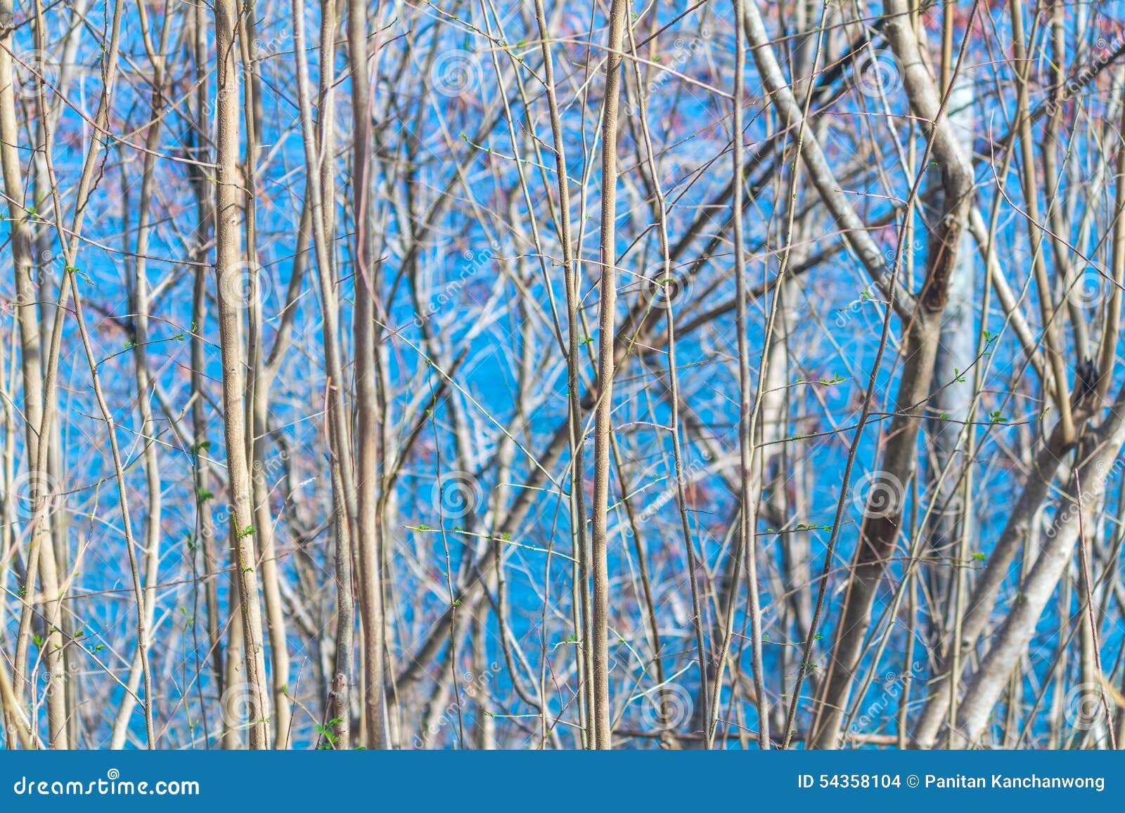 Tree branches stock photo. Image of nature, colorful - 54358104