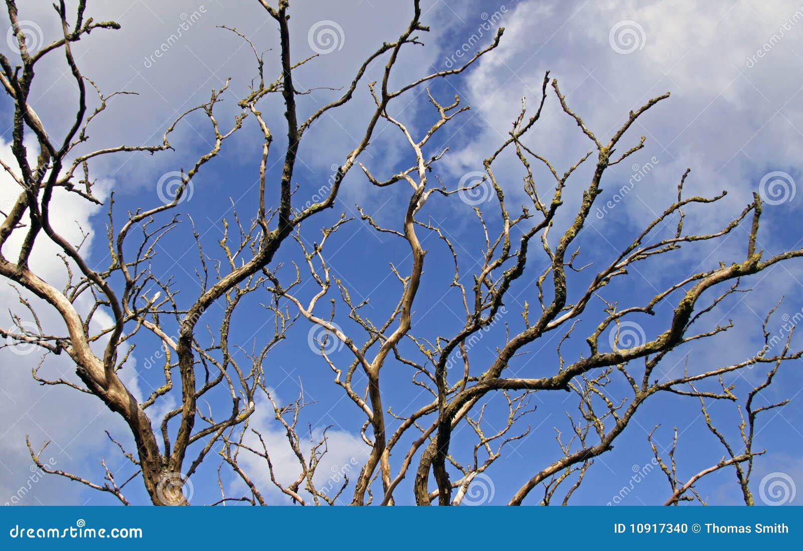 Tree Branches with Blue Sky Stock Photo - Image of cloud, twisted: 10917340
