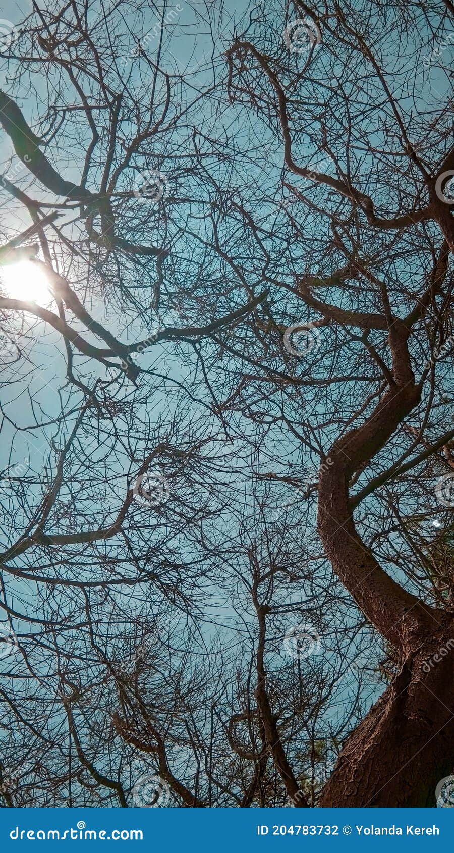 Tree branches and blue sky stock photo. Image of blue - 204783732