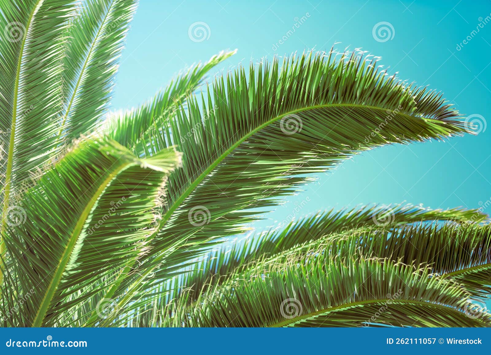 Tree Branches on Blue Sky Background Stock Image - Image of island ...