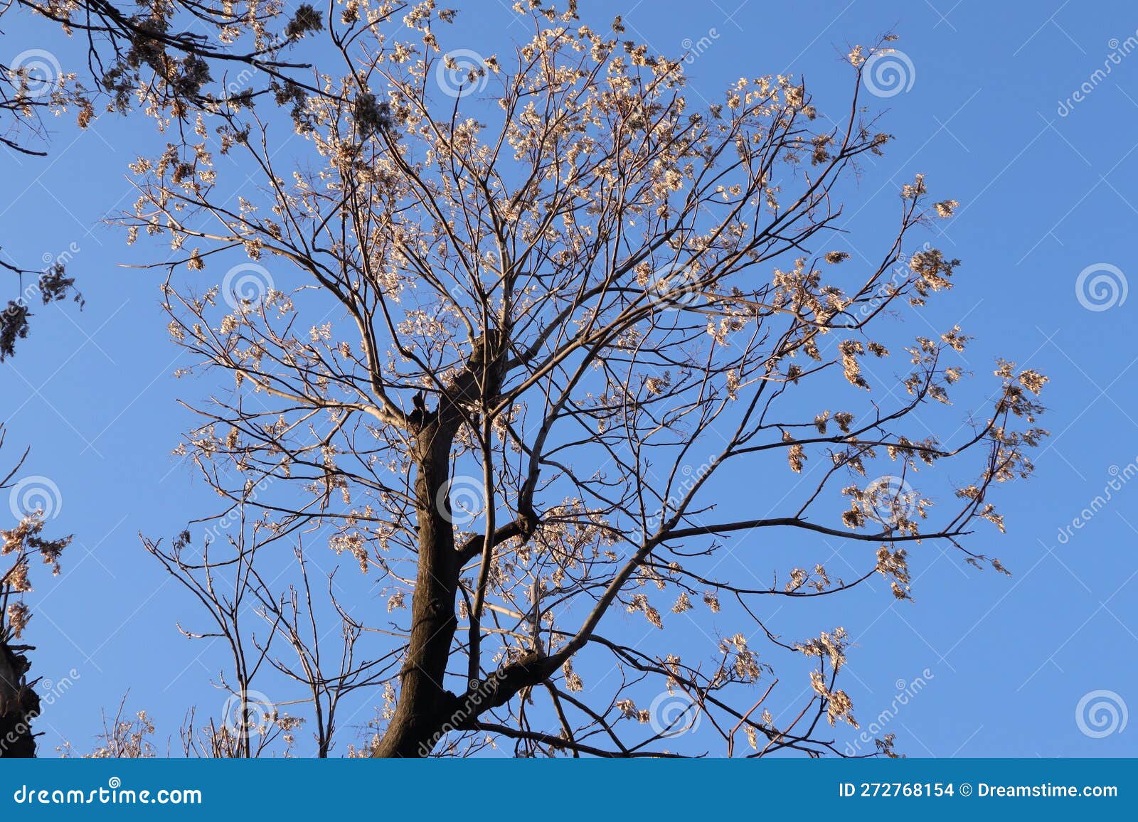 Tree Branches and Blue Sky stock photo. Image of branches - 272768154
