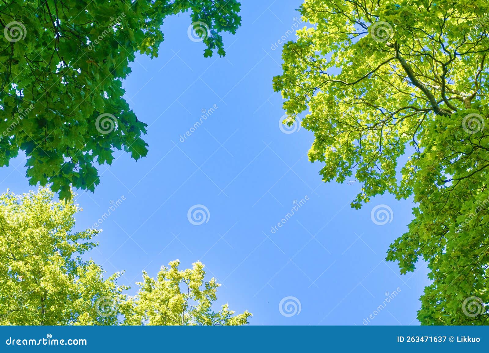 Tree Branches and Blue Sky, View from Below. Bottom View on the Crown ...