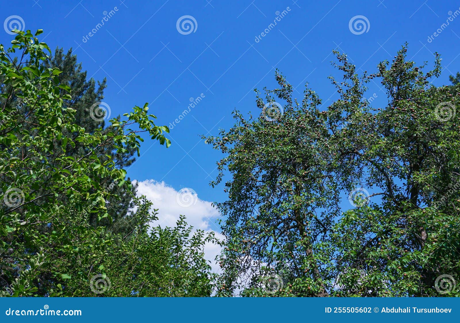 Tree branches and blue sky stock photo. Image of greenery - 255505602