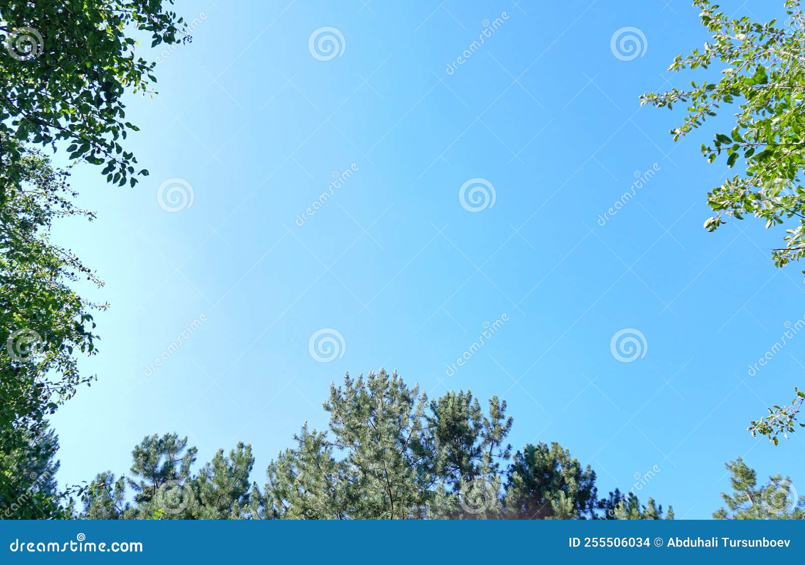 Tree branches and blue sky stock photo. Image of sunshine - 255506034