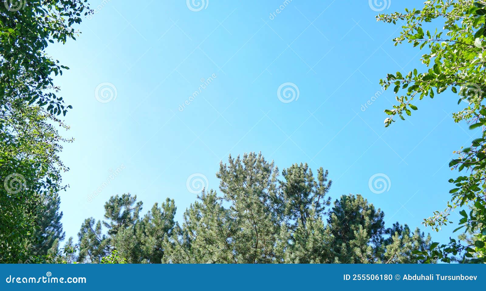 Tree branches and blue sky stock photo. Image of green - 255506180