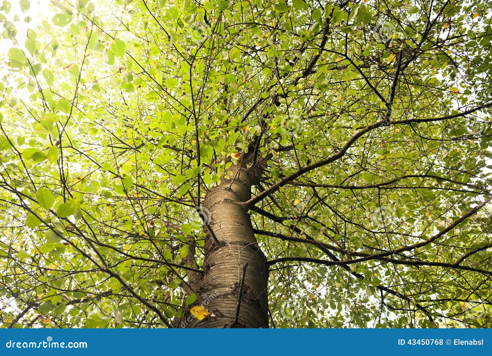 Tree branches stock photo. Image of height, background - 43450768