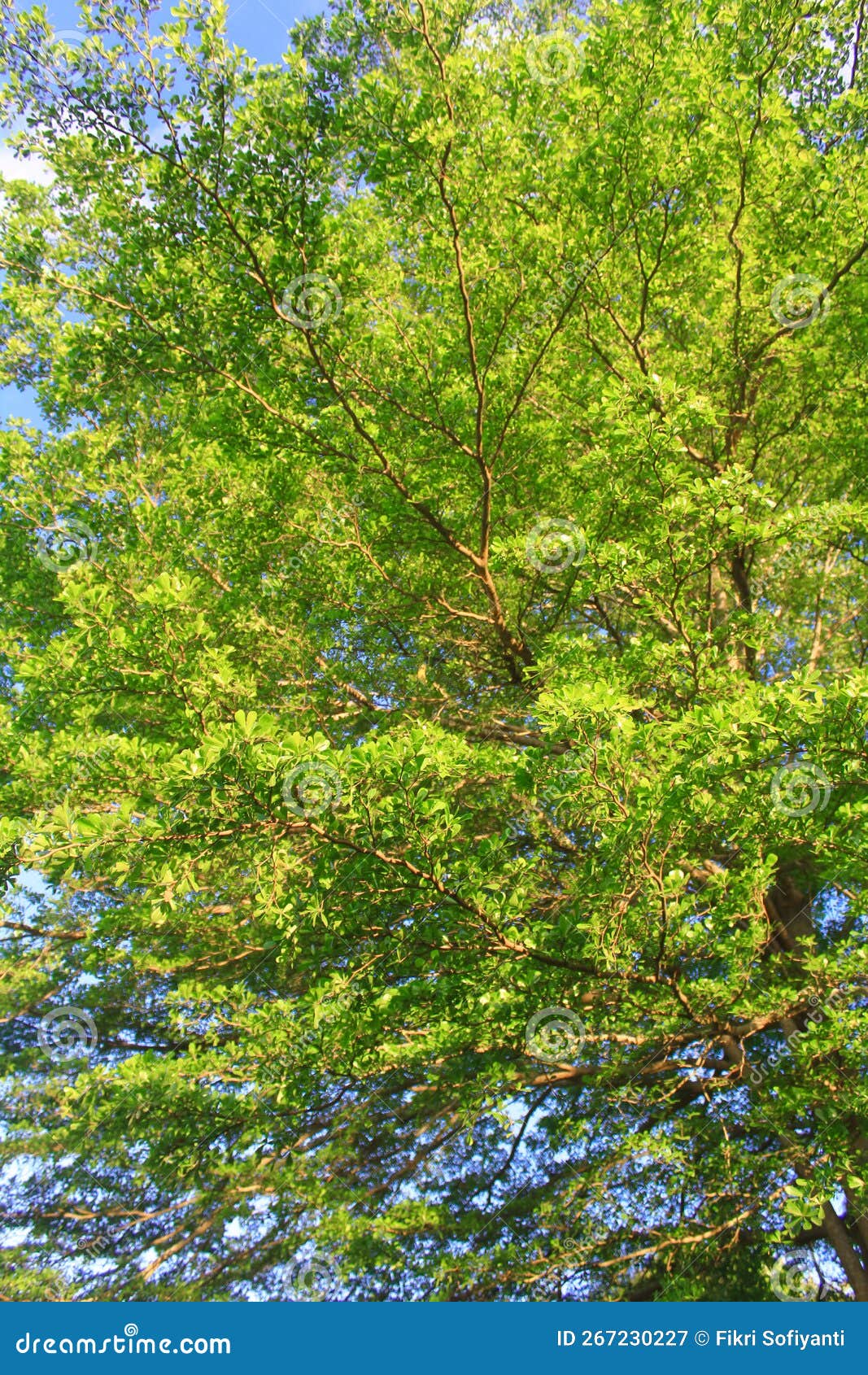 The Tree Branches are Bright Green Leaves Which are Beautiful and Fresh ...