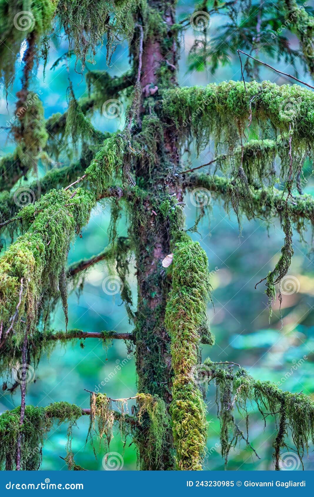 Tree Branches of British Columbia Forest Near Capilano Bridge Stock ...