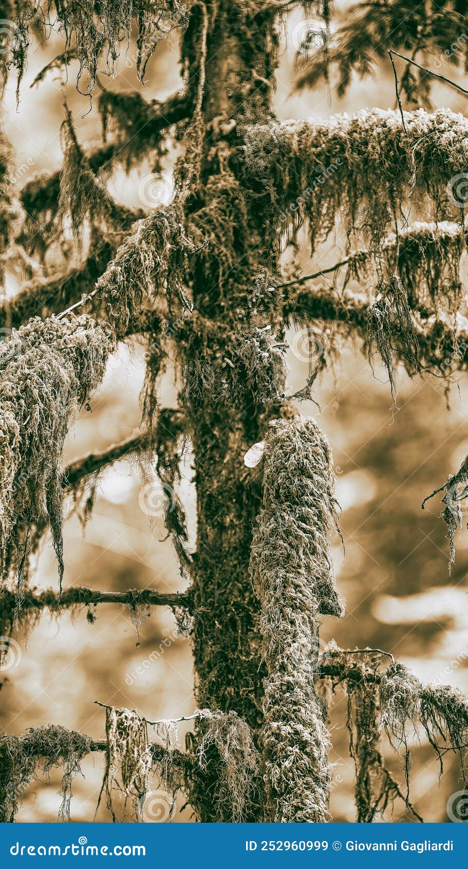 Tree Branches of British Columbia Forest Near Capilano Bridge Stock ...
