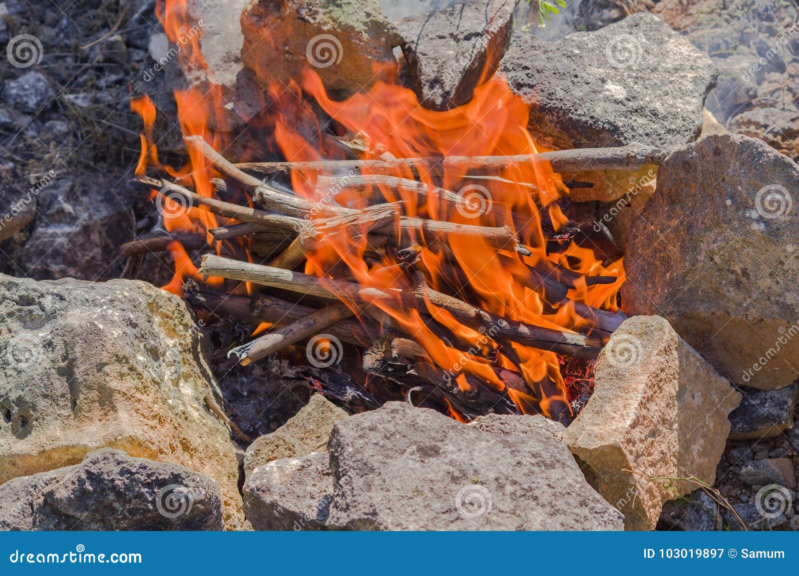 Tree branches burn in fire stock image. Image of glowing - 103019897