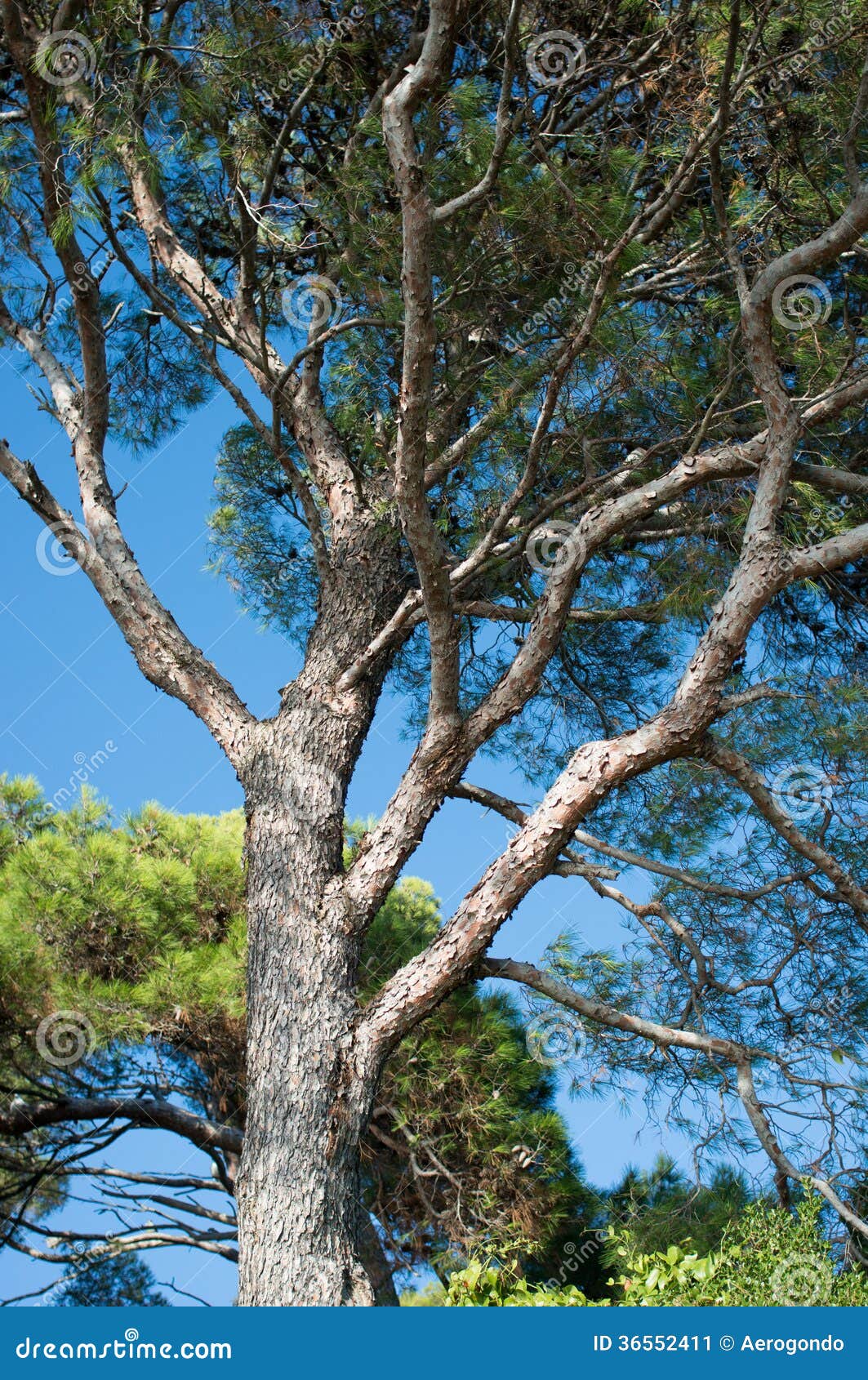 Tree branches stock image. Image of plant, park, seasonal - 36552411
